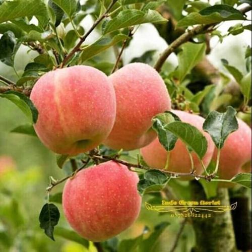 Jual POHON Asli Bibit tanaman buah apel pink honey okulasi siap BISA ...