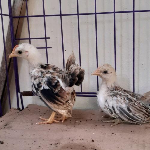 Jual Ayam Hias Anakan Kate/Bantam Chocin/Kate Walik/Poland. - Jakarta ...