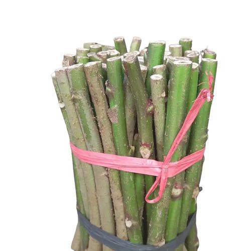Jual Bibit Telo Papua Campur 12 Batang untuk Pakan Ternak dengan ...