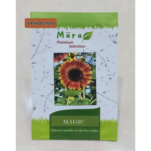 Jual Mara Premium Selection - Benih Bunga Matahari (Sunflower) Magic - Kota Tangerang ...