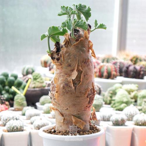 Jual Cyphostemma Uter var Macropus - Jakarta Pusat - idrisstore77 ...