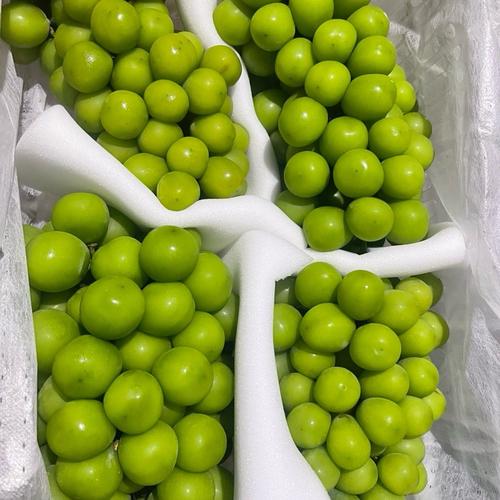 Jual Anggur muscat | shine muscat | anggur manis | muscat jumbo - 1 ...