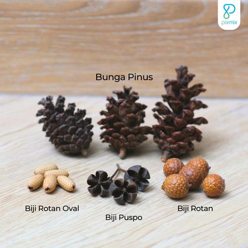 Jual Bunga Pinus Kering / Bji Rotan / Biji Puspo / Biji Rustic ...