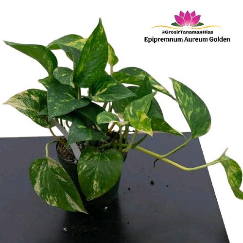Jual Epipremnum Aureum Golden / Pohon Sirih Gading Emas / Tanaman ...