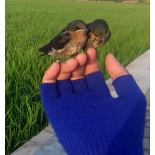 Jual Burung Seriti Kembang Pallow Jinak - Kota Surabaya - Koloni Walet ...