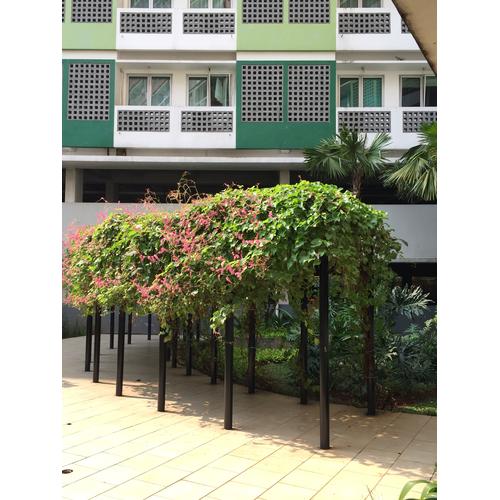 Jual Tanaman Rambat Antigonon Air Mata Pengantin - Jakarta Timur - San ...