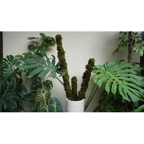 Jual Media rambat tanaman turus lumut hidup living moss - Kota Cimahi ...