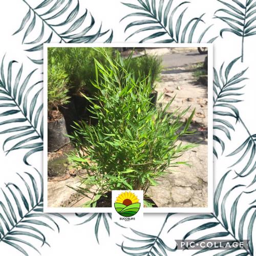 Jual bibit tanaman hias bambu mini / bambu jepang mikro - Kota Batu ...