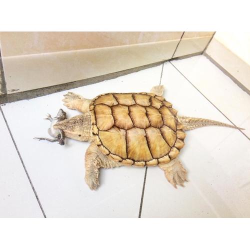 Jual Common snapping turtle hypo / CST hypo / CST cerah - Kab ...
