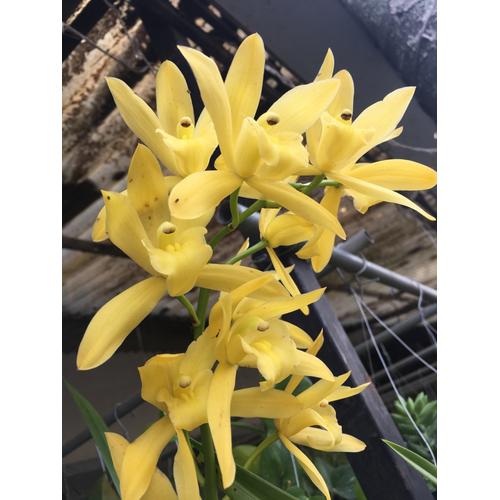 Jual Bunga Anggrek Kuning/GOLDEN BOY Harga terjangkau - Kota Batu ...