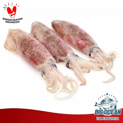 Jual Cumi Segar ukuran medium +-15cm @1kg - Jakarta Barat - Big ocean ...