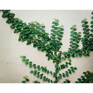 Jual tanaman rambat dolar kecil-tanaman merambat di tembok - Kab. Bogor ...