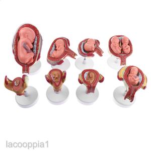 Jual Anatomical Fetus Development Model, Uterus Model, Human Foetus ...
