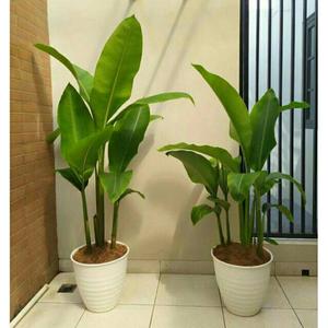 Jual Pohon Pisang karibay pohon hias indoor per pohon 60 cm - Jakarta ...