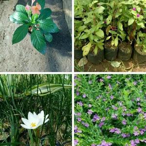 Jual paketan 4 jenis tanaman berbunga - Kab. Bogor - Jasa Tukang Taman ...