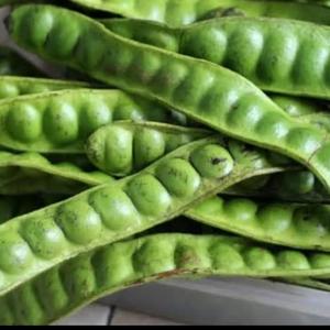 Jual Petai - pete sayur segar per 1 papa - Kota Bandung - All In One ...