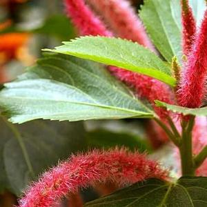 Jual BUNGA EKOR KUCING SEGAR MERAH KHASIAT AMPUH - Kab. Pangandaran ...