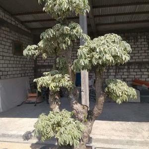 Jual BIBIT POHON RANDU putih 500g STEK varigata - Jakarta Pusat ...