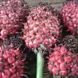 Jual BUAH HONJE SEGAR BAHAN JUS DAN PENYEDAP RASA MAKANAN - Kab ...