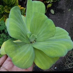 Jual daun tanaman enceng eceng gondok apu-apu murah aquascape aquarium ...