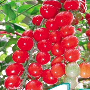 Jual benih tomat Cherry Red Tomat Cherry Red Tomato Seeds - Kab ...