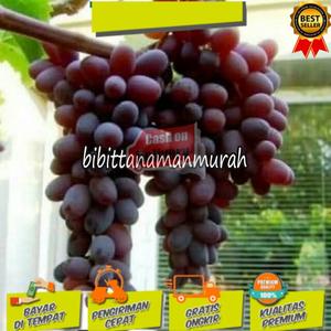 Jual Bibit anggur import jupiter - Kota Kediri - Budiono bibit super ...