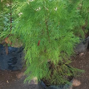 Jual Tanaman Cemara Balon - Pohon Cemara - Pohon Cemara Balon - Kota ...