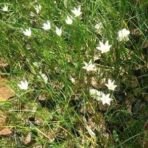 Jual tanaman hias lili hujan bunga putih - kucay tulip - Kab. Bogor ...