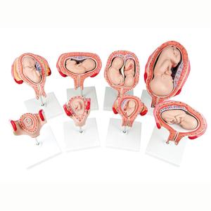 Jual Anatomical Human Fetal Development Model - Toys Fetus/Foetus ...