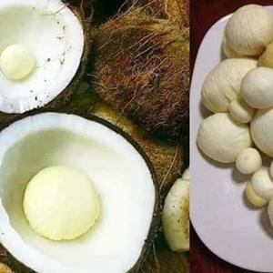 Jual Kentos Kelapa - Jakarta Barat - Sumber Herbal Ind | Tokopedia