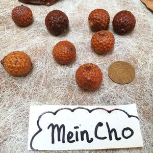 Jual (5 biji) Kolase Biji Rotan BULAT BESAR Buah Rotan Properti Foto ...