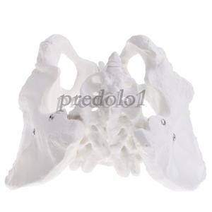 Jual 1:1 Replica Female Pelvic Skeleton Pelvis Sacrum Pubis Model Kit ...