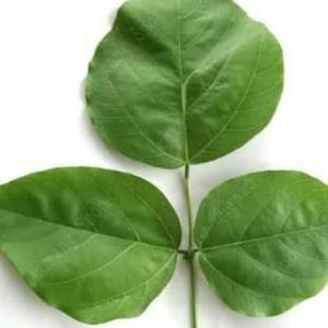 Jual Daun dadap - Asli segar obat batuk dan radang - Kab. Pangandaran ...