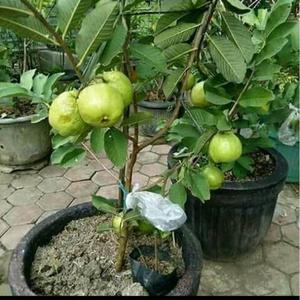Jual Pohon Jambu Kristal Tanaman Jambu Kristal Cangkokan - Kab. Bogor ...
