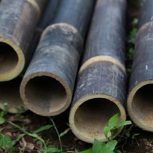 Jual Potongan Bambu Hitam Wulung - Bambu Besar 40 Cm - Kab. Pangandaran ...