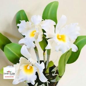 Jual Dendrobium Anggrek Putih Tanaman Hias Indoor Bibit Dendrobium ...