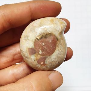 Jual AMWP-005 Batu Fossil Ammonite Dari Indonesia - Kab. Badung ...