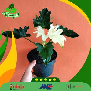 Jual tanaman hias viral monstera jari variegata putih - Kab. Bandung ...