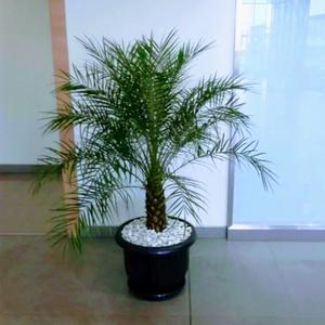 Jual Tanaman Palem Mini Phoenix - Kota Denpasar - Multi Agro Bibit ...