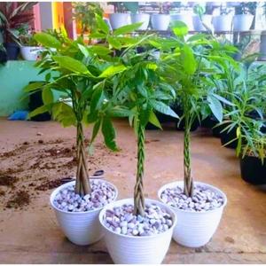 Jual Bibit Bunga Pachira Atau Pohon Uang - Kota Denpasar - Multi Agro ...