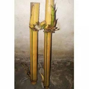 Jual 10 BIBIT BAMBU KUNING JENIS BESAR (STEK) Batang Ranting - Kota ...