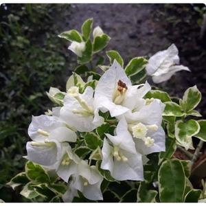 Jual Bibit tanaman bunga hias bugenvil - bougenville varigata putih ...