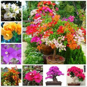 Jual bibit bunga bougenville 3 warna sedang - Kota Bogor - sheeds sell ...