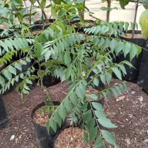 Jual Bibit Tanaman Daun Kare/Daun Kari/Temurui/Salam Koja-Pohon Daun ...