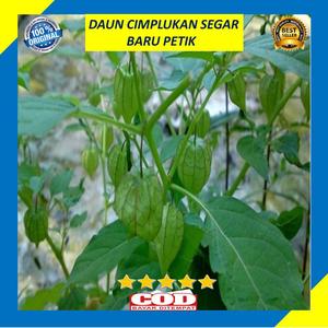 Jual Daun Cimplukan 250 Gram Segar Fresh Pohon Cecenet Baru Petik - Kab ...