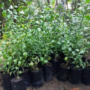 Jual Bibit Tanaman Pohon Siwak - Kayu Siwak - Pohon Arak Khas Timur ...