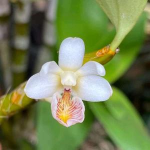 Jual anggrek spesies Dendrobium spurium - Jakarta Pusat - Alam-kuring ...