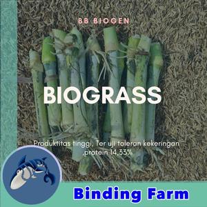 Jual Bibit rumput biograss BB biogen hijauan pakan ternak sapi kambing ...