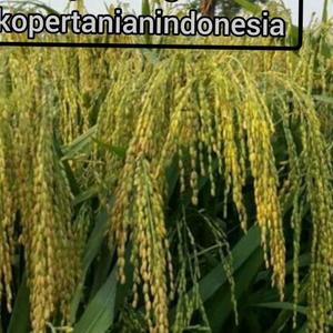 Jual Flash Sale!![LR 013]COD GOGO INPAGO12 AGRITAN benih padi super ...