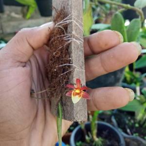 Jual Anggrek mini bunga unik spesial koleksi - Kab. Sleman - Kebun ...